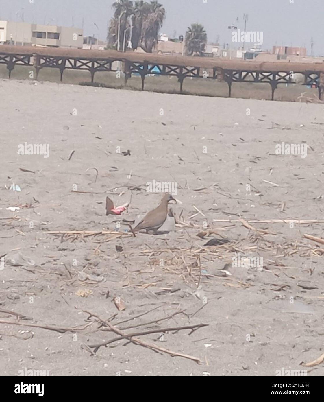 West Peruvian Dove (Zenaida meloda Stock Photo - Alamy