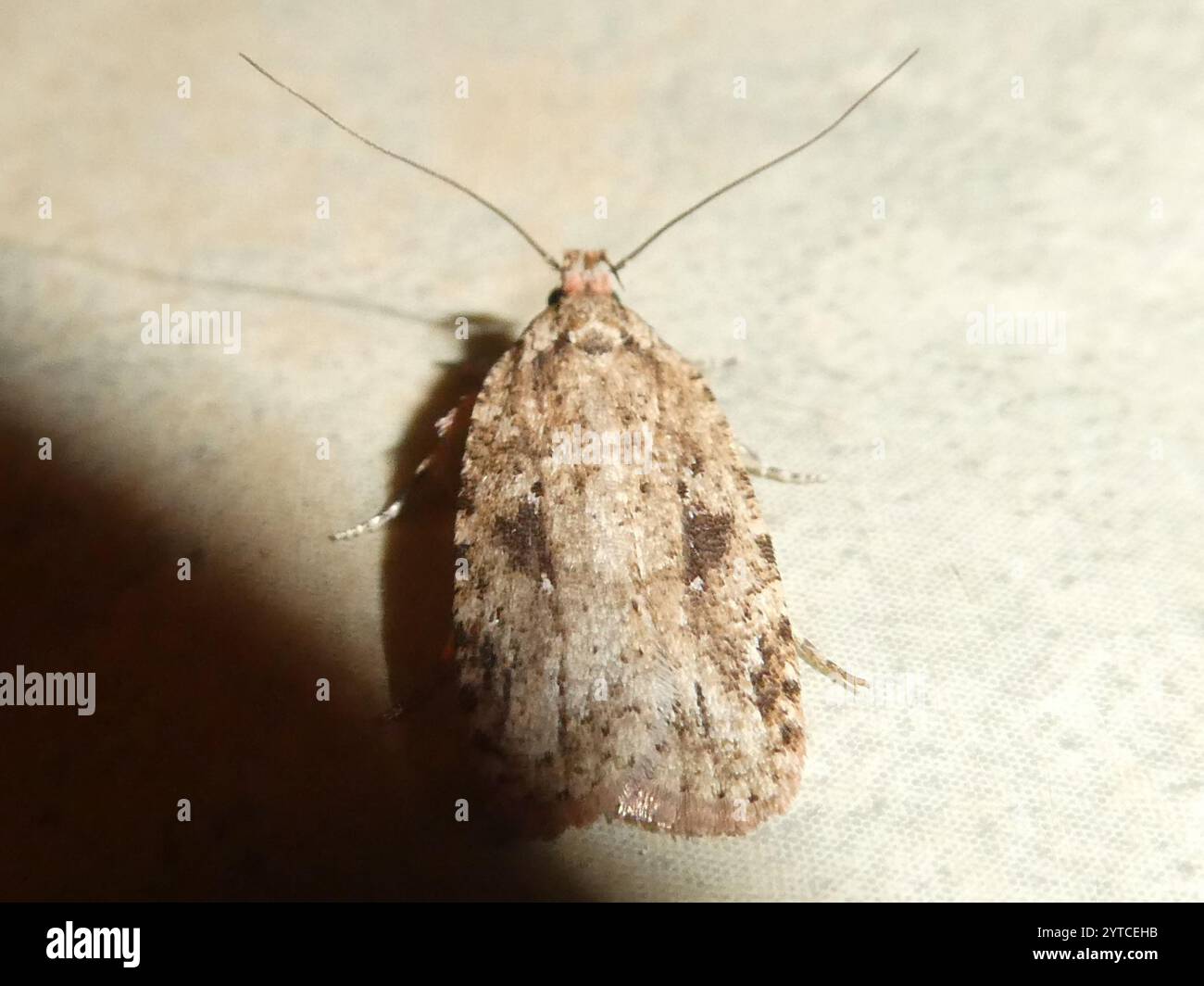 Flat-bodied moths (Depressariidae Stock Photo - Alamy