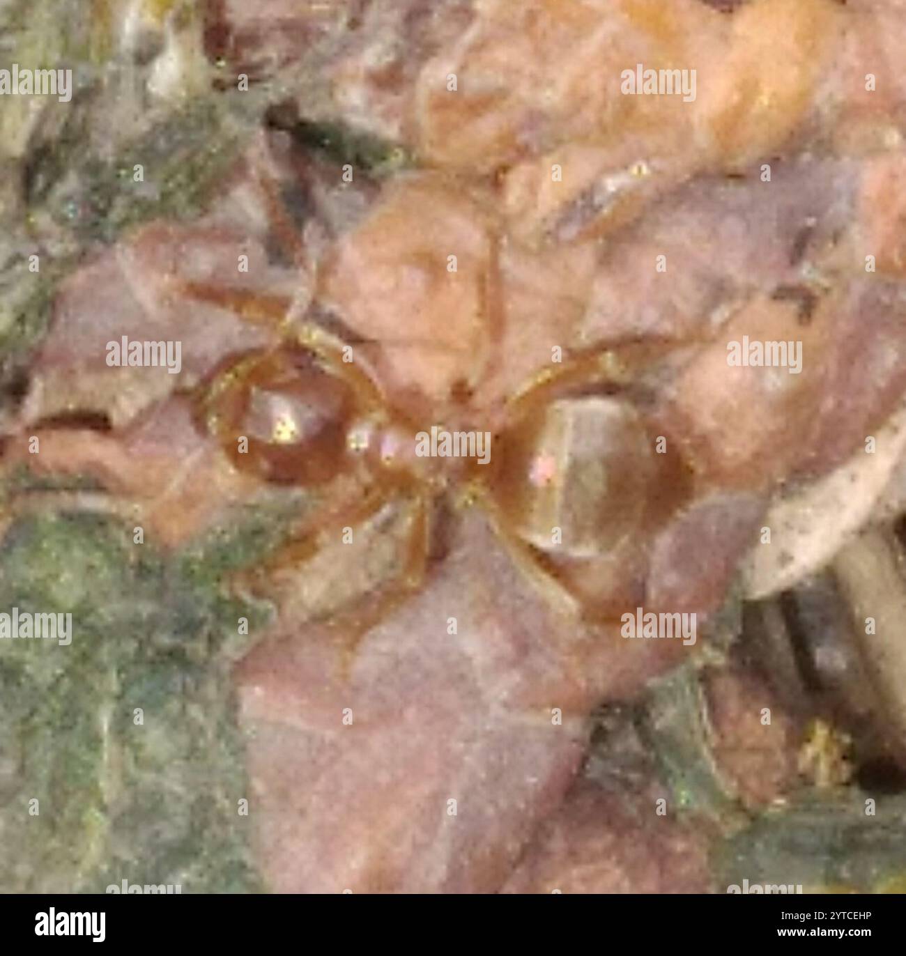 Citronella Ants, Fuzzy Ants, and Allies (Lasius Stock Photo - Alamy