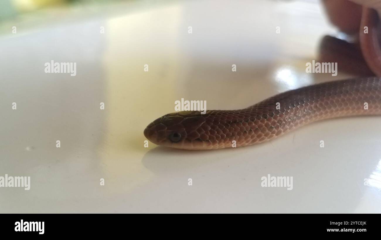 Blood Snake (Stenorrhina freminvillei Stock Photo - Alamy