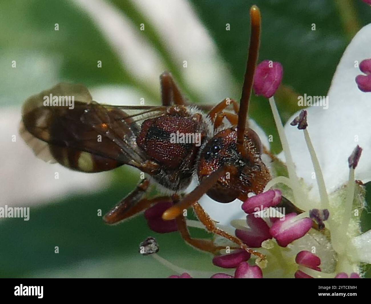 Nomad Bees (Nomada Stock Photo - Alamy