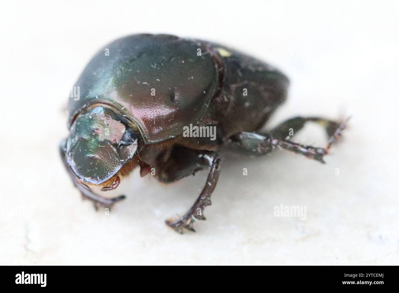 Onitis hi-res stock photography and images - Alamy