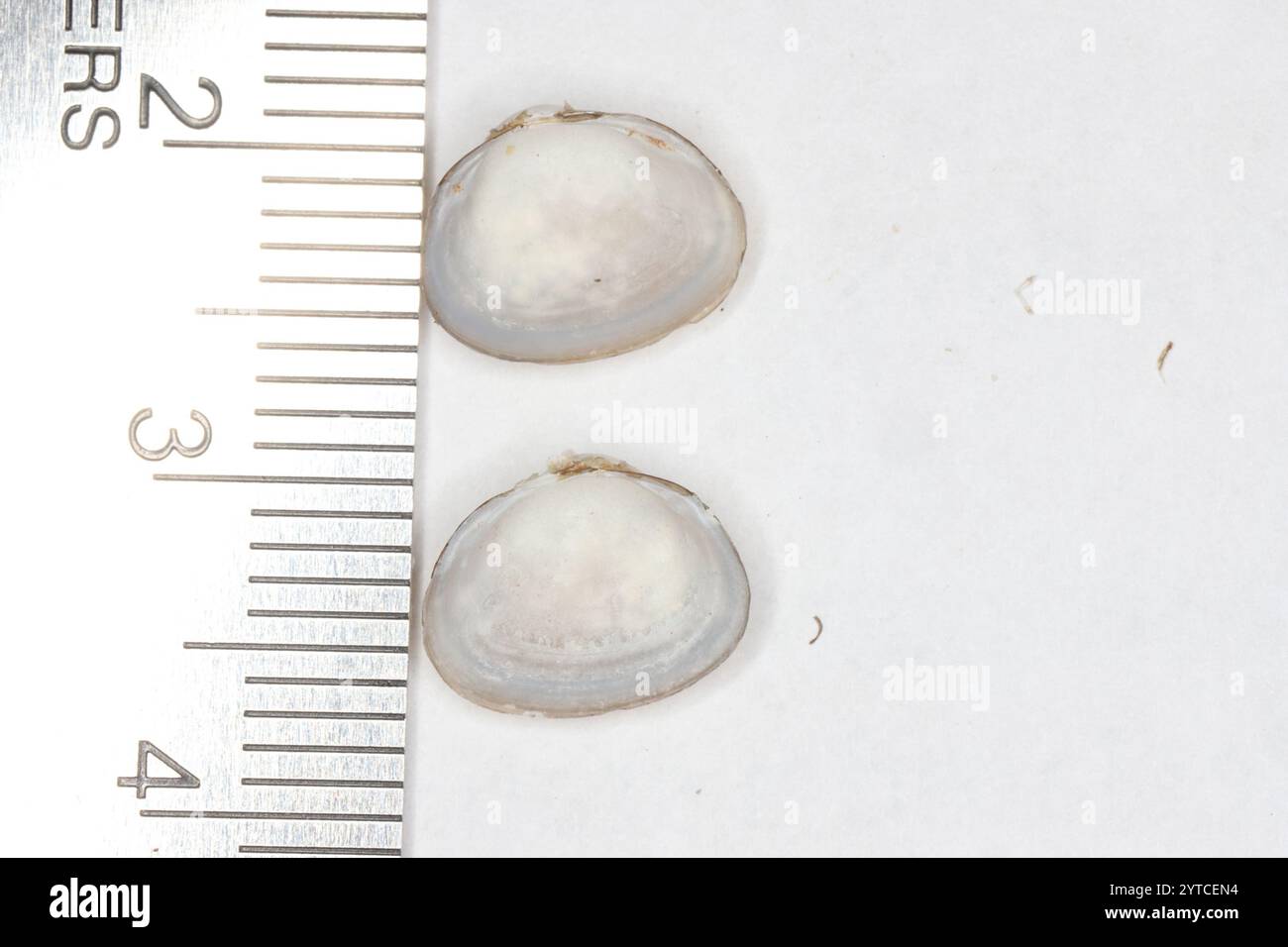 Sphaerium hi-res stock photography and images - Alamy