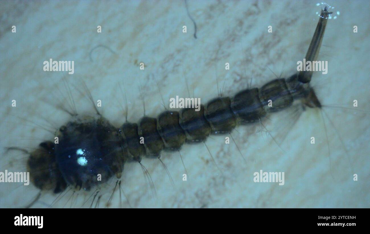 Common house mosquito (Culex pipiens Stock Photo - Alamy