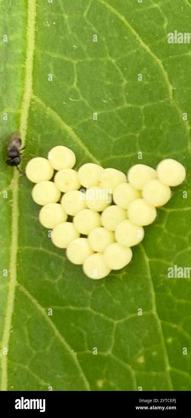 Stink Bugs (Pentatomidae Stock Photo - Alamy