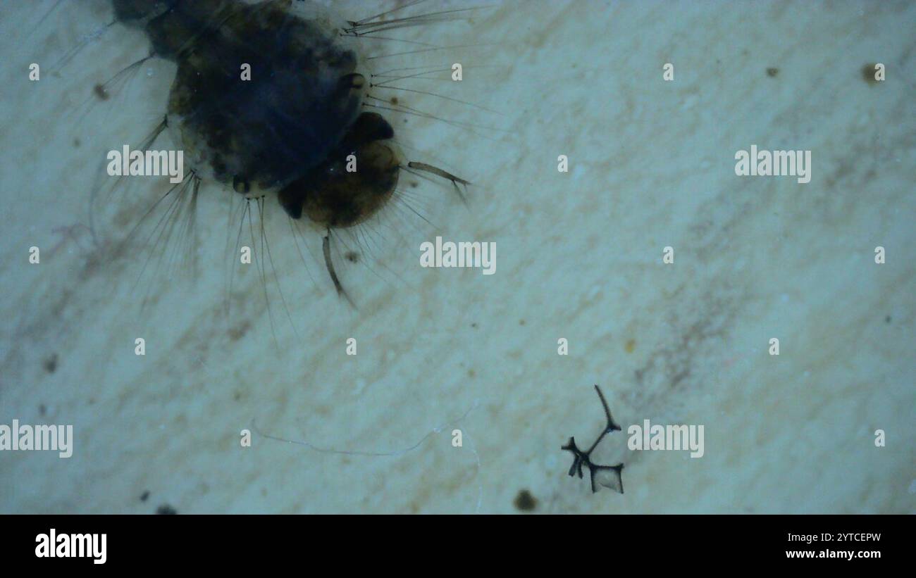 Common house mosquito (Culex pipiens Stock Photo - Alamy