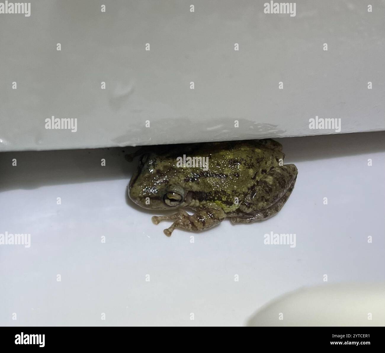 Lesser Snouted Tree Frog (Scinax nasicus Stock Photo - Alamy
