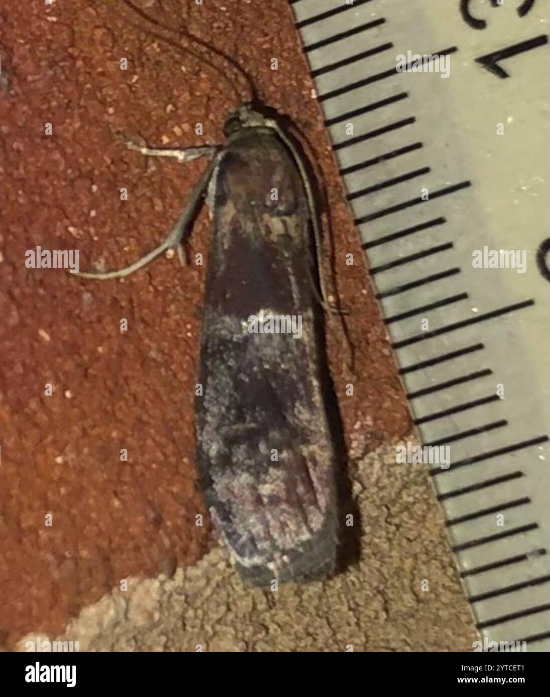 Root Collar Borer Moth (Euzophera ostricolorella Stock Photo - Alamy