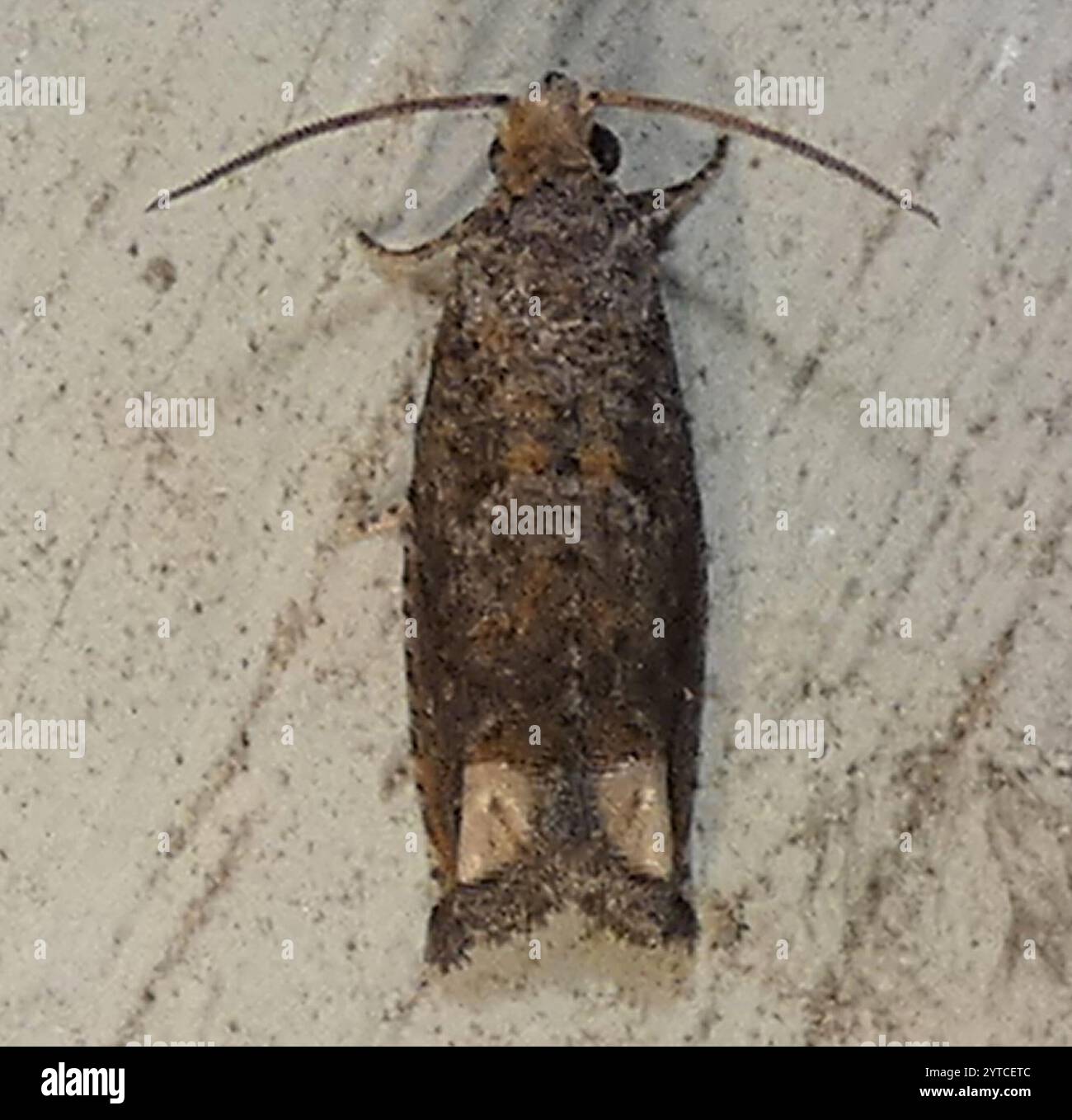 Ragweed Borer Moth (Epiblema strenuana Stock Photo - Alamy