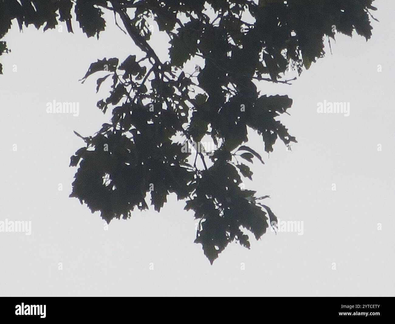 Swamp chestnut oak quercus michauxii hi-res stock photography and ...