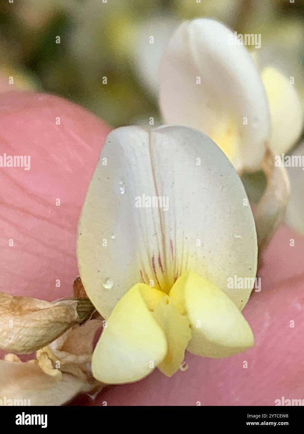 white Spanish broom (Cytisus multiflorus Stock Photo - Alamy