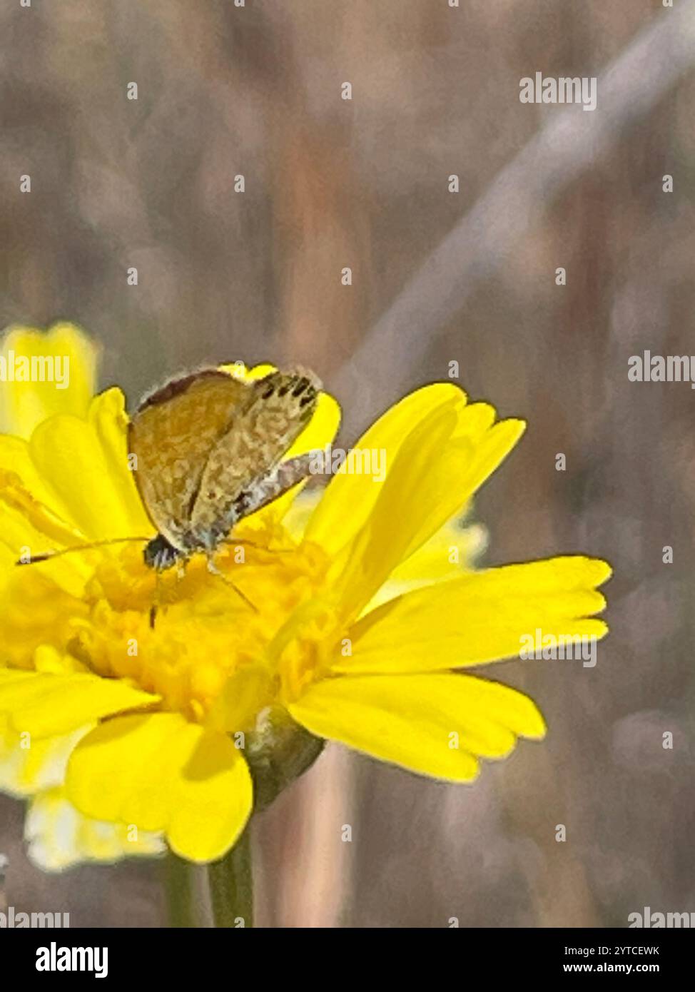 Western Pygmy-Blue (Brephidium exilis Stock Photo - Alamy
