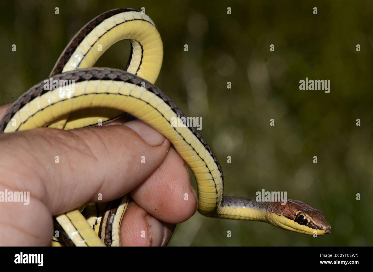 Eastern Stripe-bellied Sand Snake (Psammophis orientalis Stock Photo ...