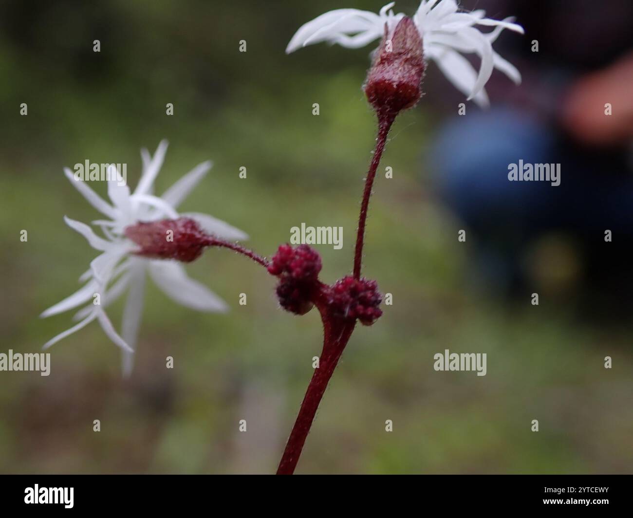 Bulbous woodland star (Lithophragma glabrum Stock Photo - Alamy