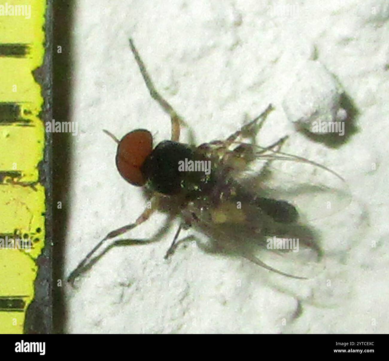 Black Flies (Simuliidae Stock Photo - Alamy