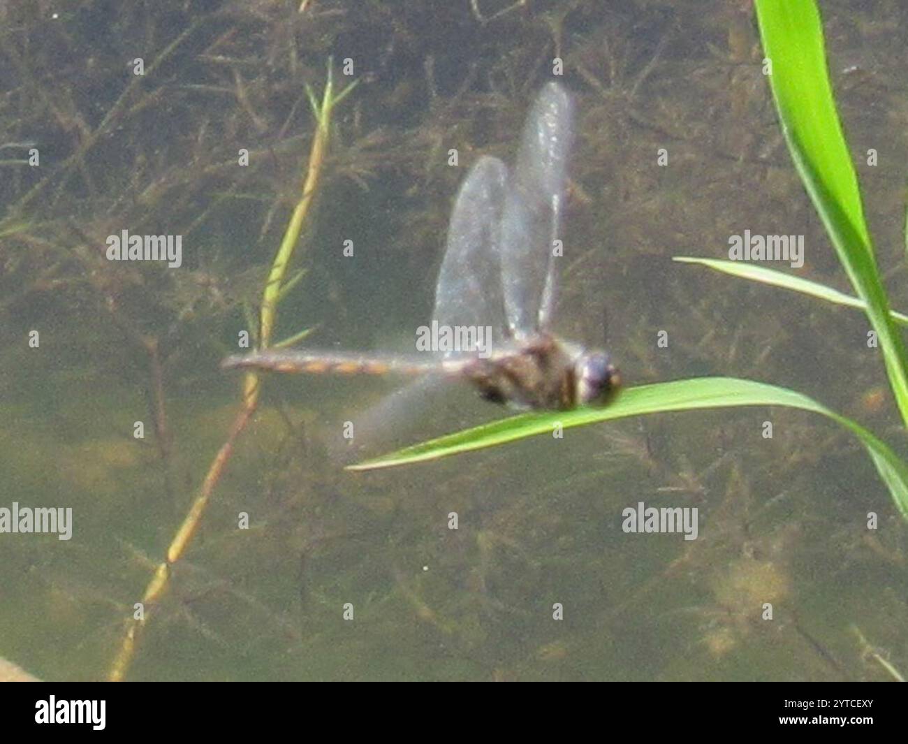 Dot winged baskettail hi-res stock photography and images - Alamy