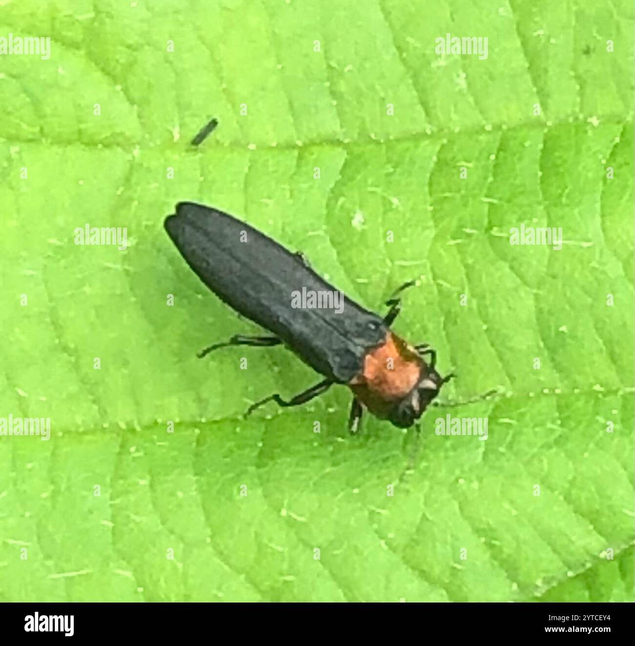 Red-necked Cane Borer Beetle (Agrilus ruficollis Stock Photo - Alamy