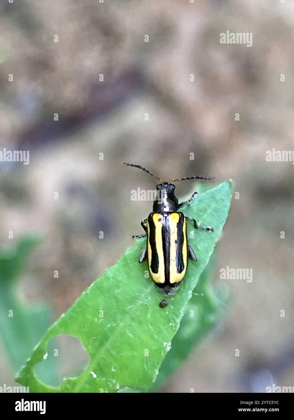 Alligatorweed Flea Beetle (Agasicles hygrophila Stock Photo - Alamy