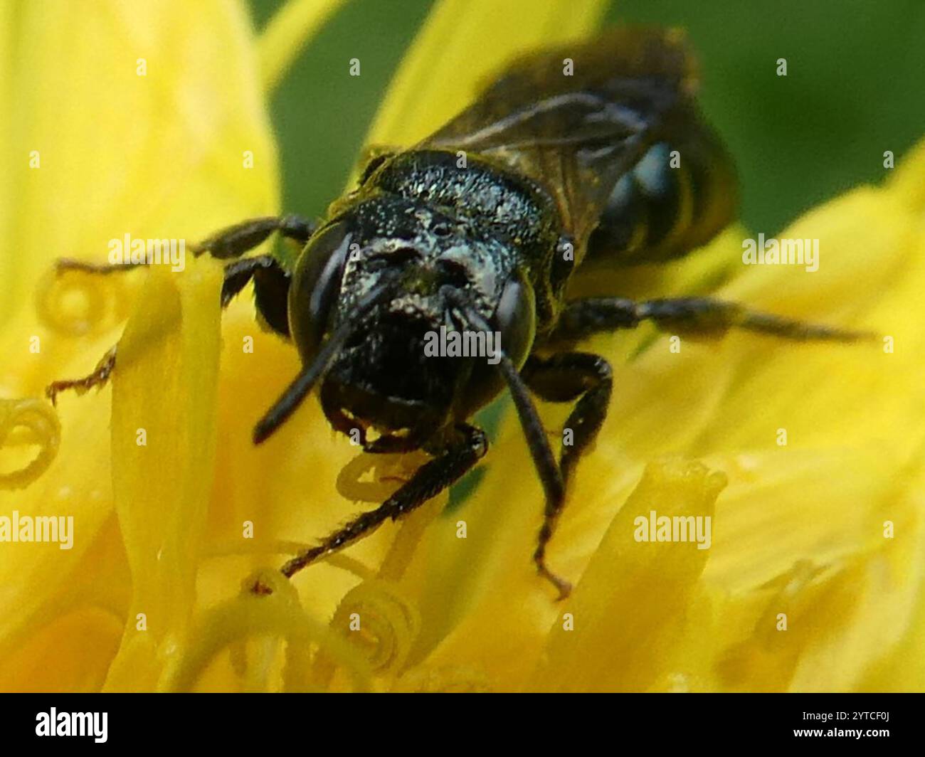 Small Carpenter Bees (Ceratina Stock Photo - Alamy