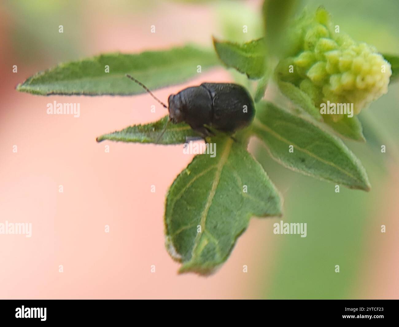 Scriptured Leaf Beetles (Pachybrachis Stock Photo - Alamy