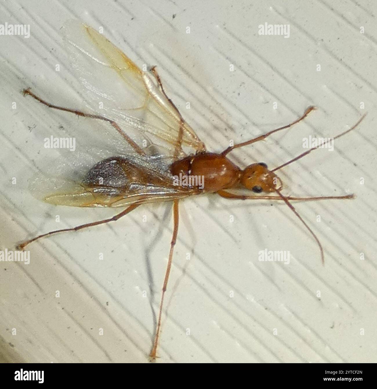 Chestnut carpenter ant hi-res stock photography and images - Alamy