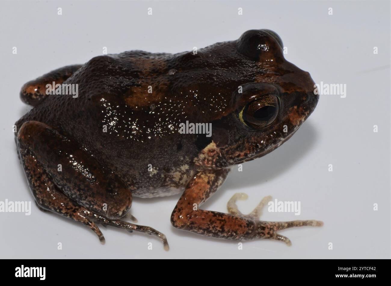 Common Squeaker (Arthroleptis stenodactylus Stock Photo - Alamy