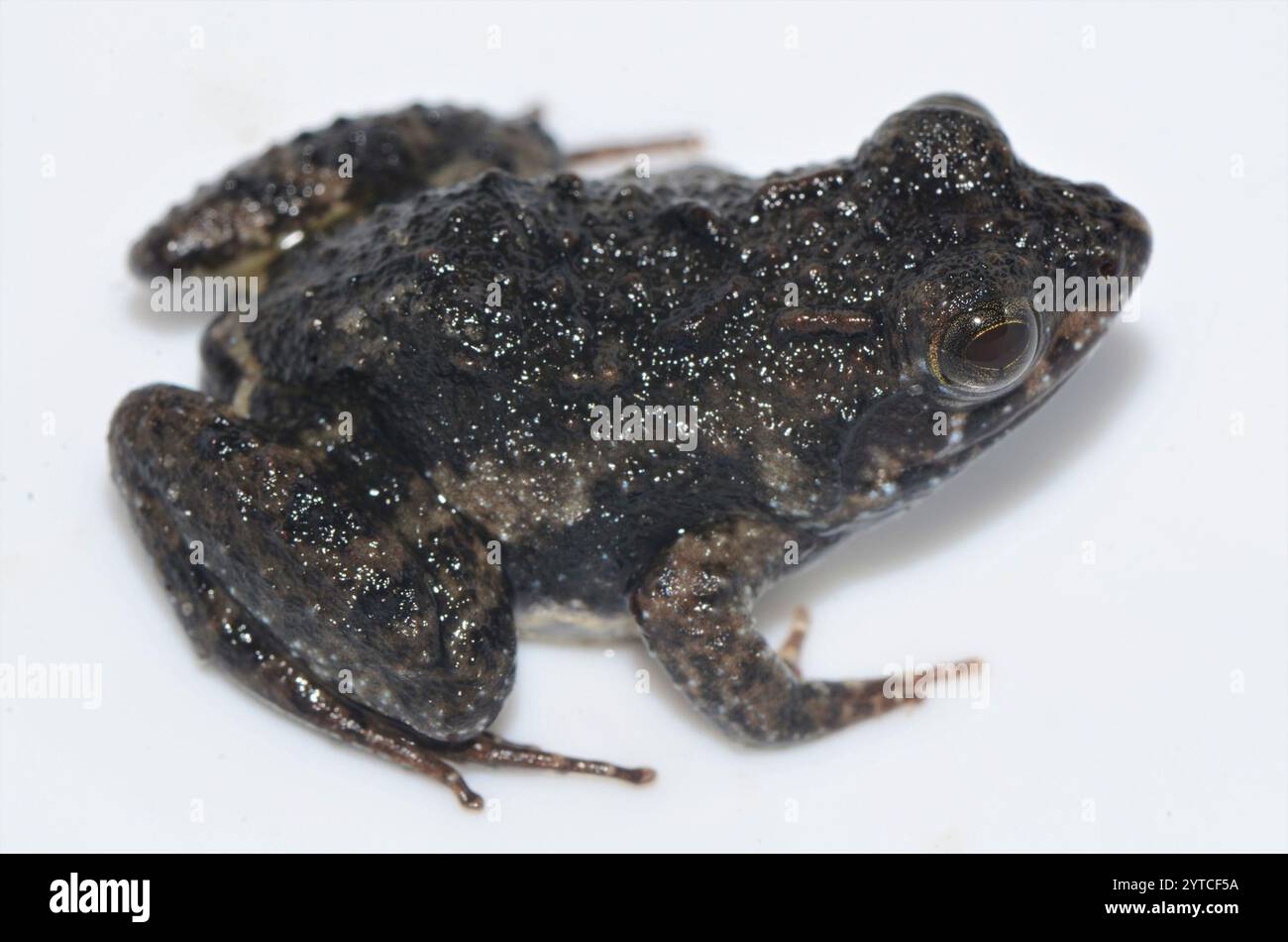 Eastern puddle frog (Phrynobatrachus acridoides Stock Photo - Alamy