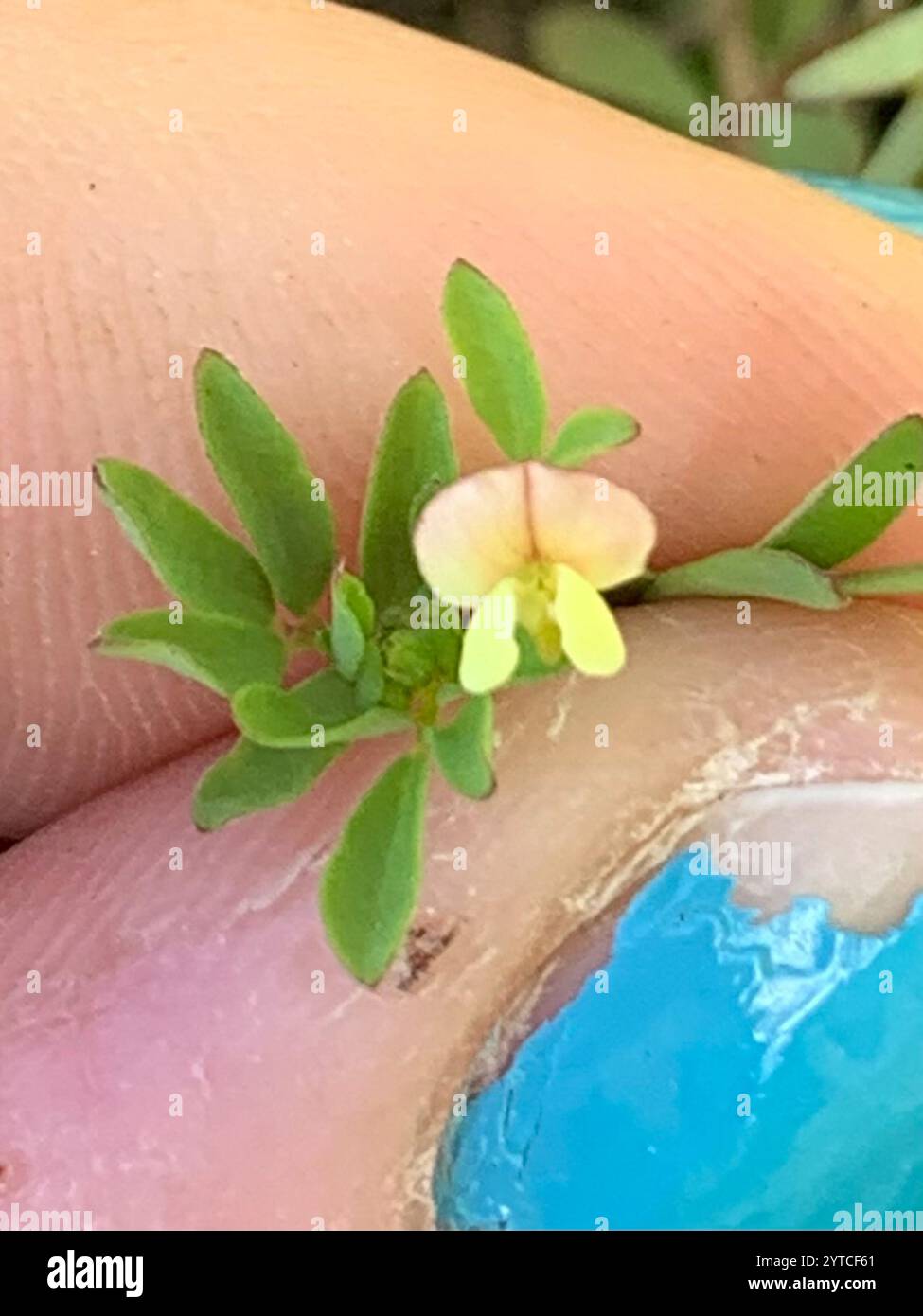 Short-flower Deervetch (Acmispon parviflorus Stock Photo - Alamy
