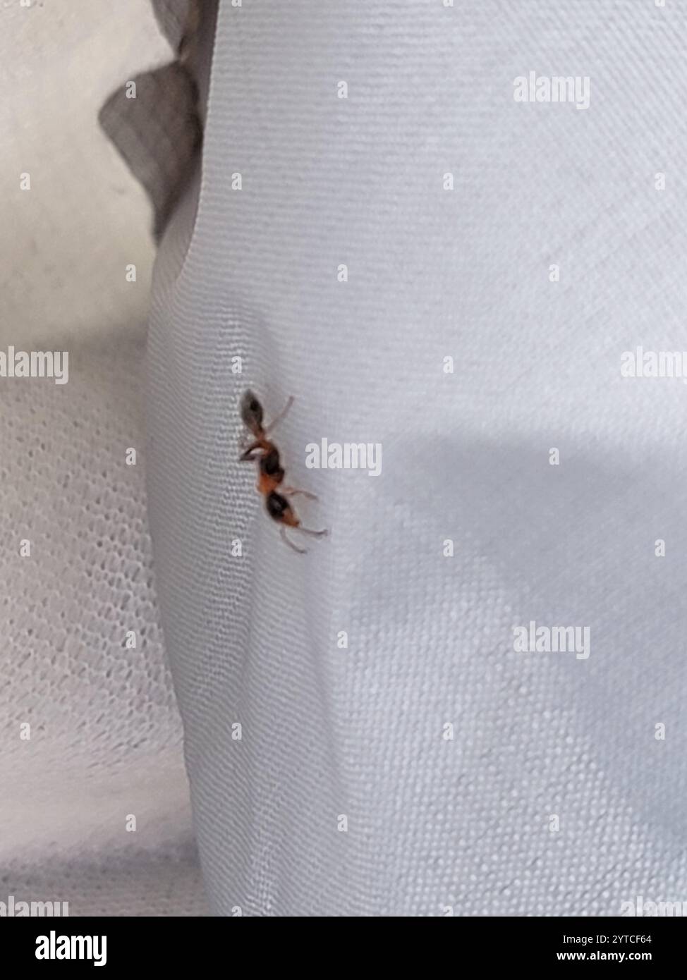 Graceful Twig Ant (Pseudomyrmex gracilis Stock Photo - Alamy