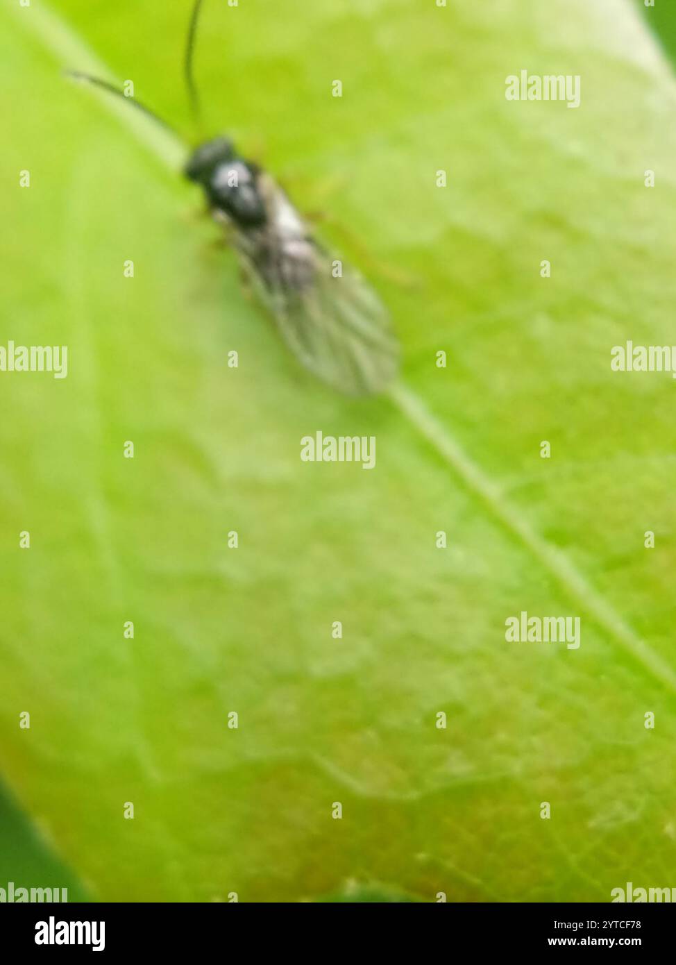 Ants, Bees, Wasps, and Sawflies (Hymenoptera Stock Photo - Alamy