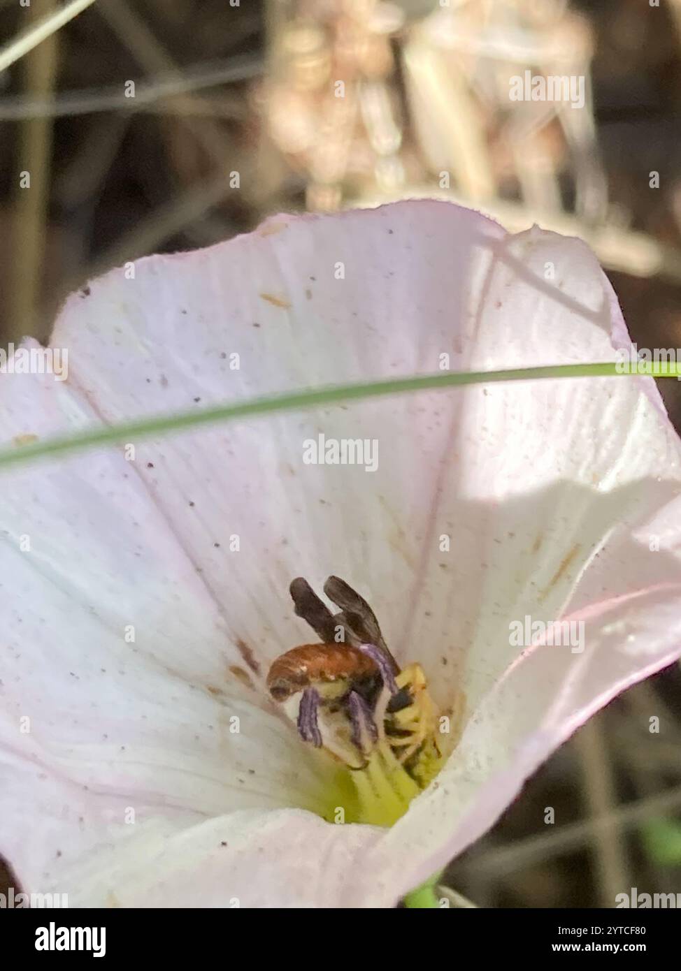 Ants, Bees, Wasps, and Sawflies (Hymenoptera Stock Photo - Alamy