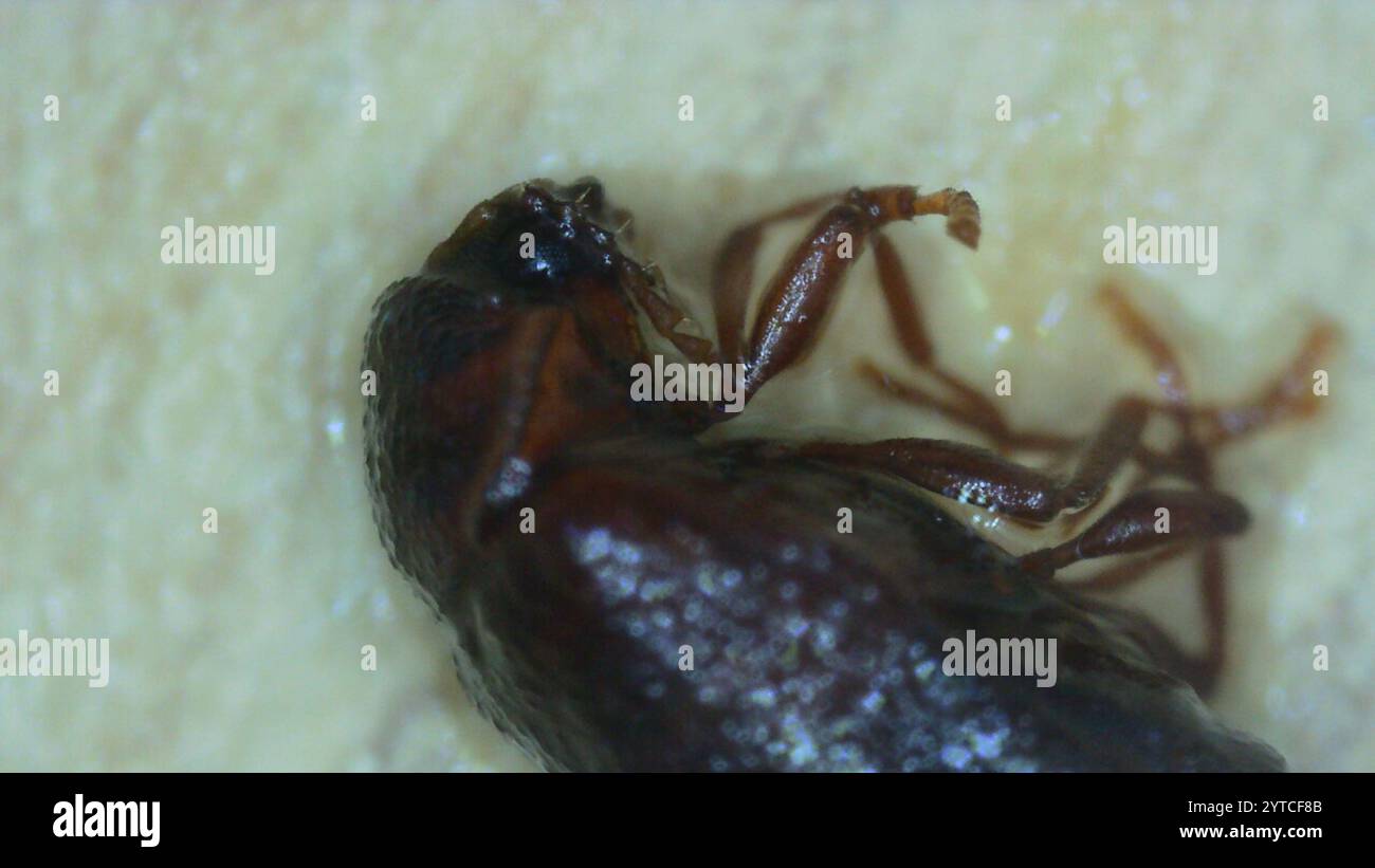 Ochina ptinoides hi-res stock photography and images - Alamy