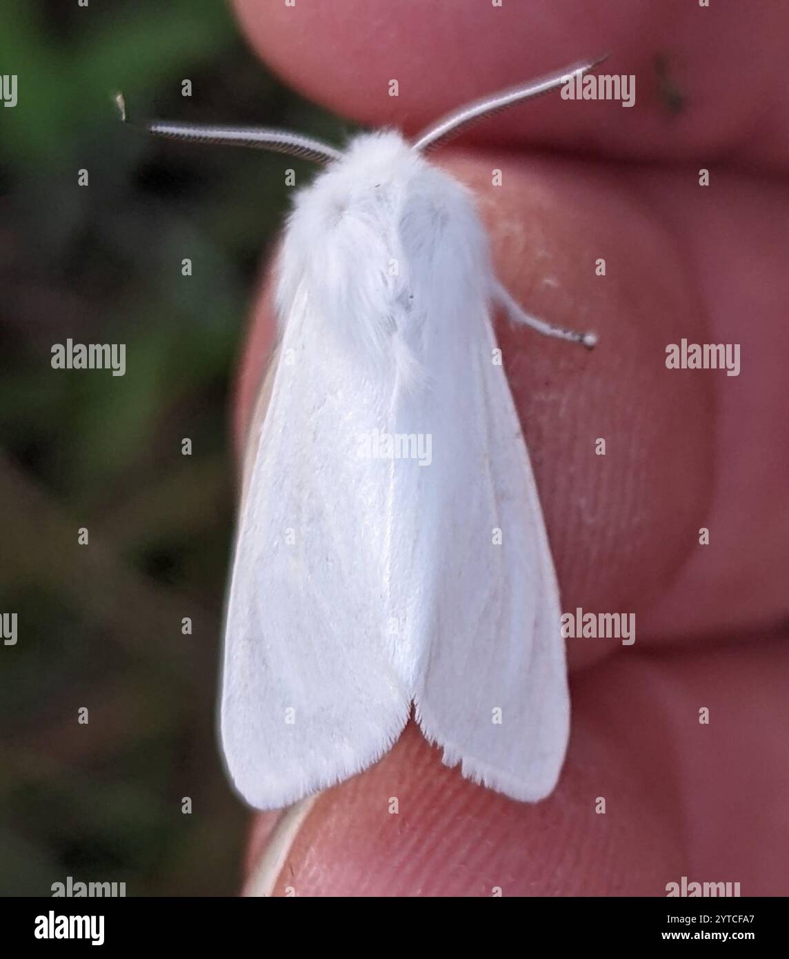 Fall Webworm Moth (Hyphantria cunea Stock Photo - Alamy