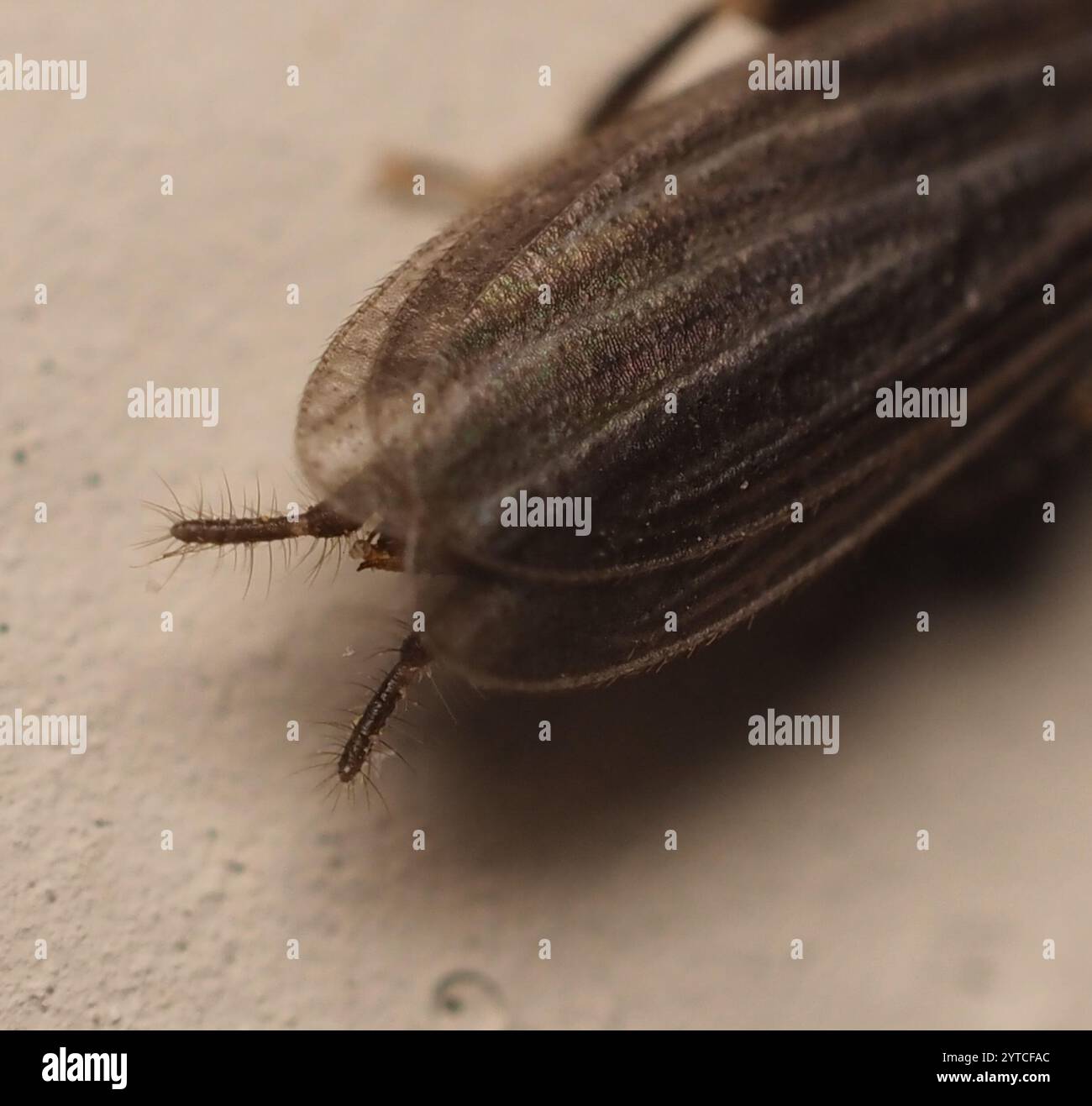 Webspinner hi-res stock photography and images - Alamy