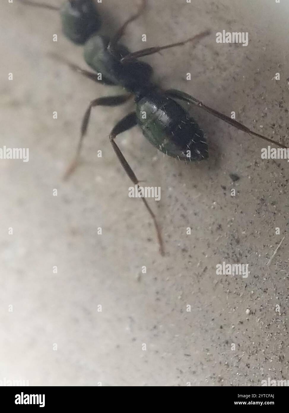 Nearctic Carpenter Ant (Camponotus nearcticus Stock Photo - Alamy