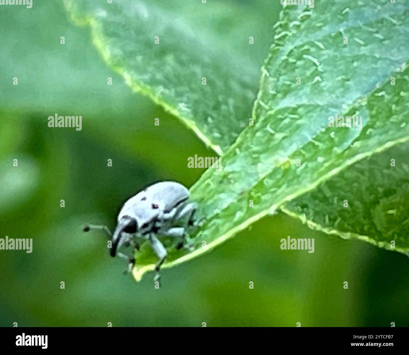 Potato Stalk Borer (Trichobaris trinotata Stock Photo - Alamy