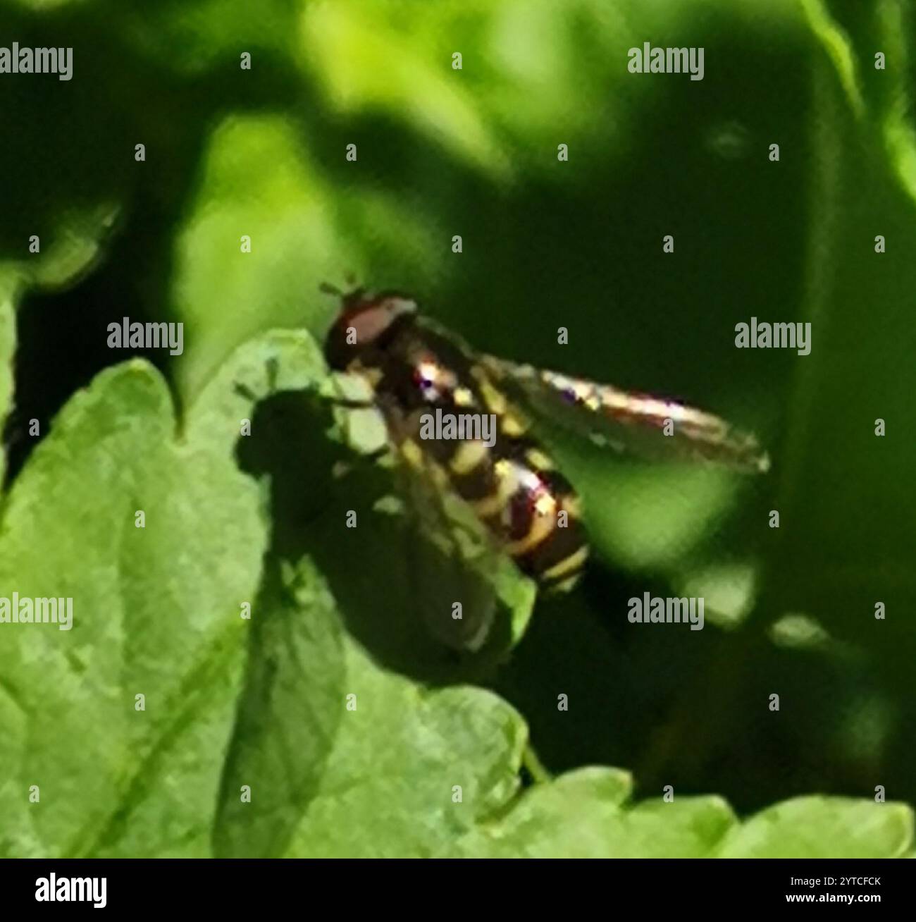 Bristleside Flies (Parasyrphus Stock Photo - Alamy