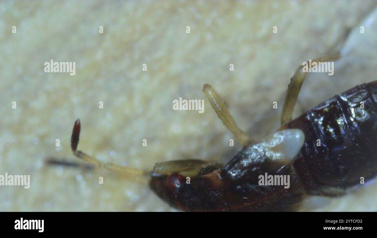 Anthocoris nemorum hi-res stock photography and images - Alamy