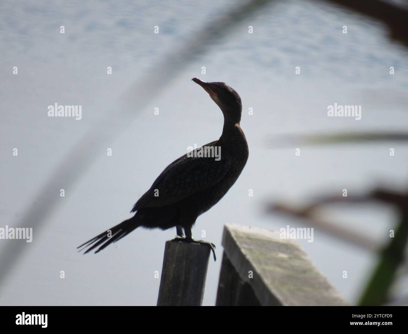 African Reed Cormorant (Microcarbo africanus africanus Stock Photo - Alamy