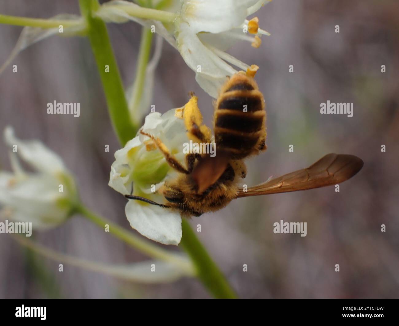 Mining Bees (Andrena Stock Photo - Alamy