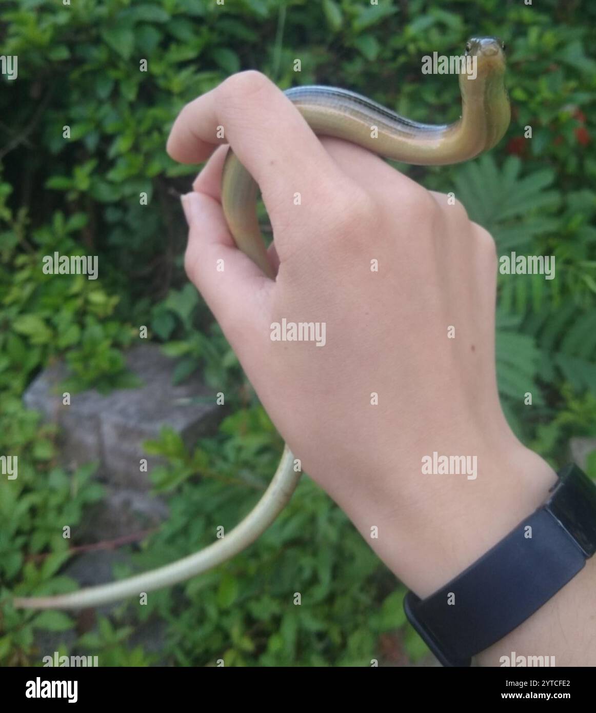 Eastern Glass Lizard (Ophisaurus ventralis Stock Photo - Alamy