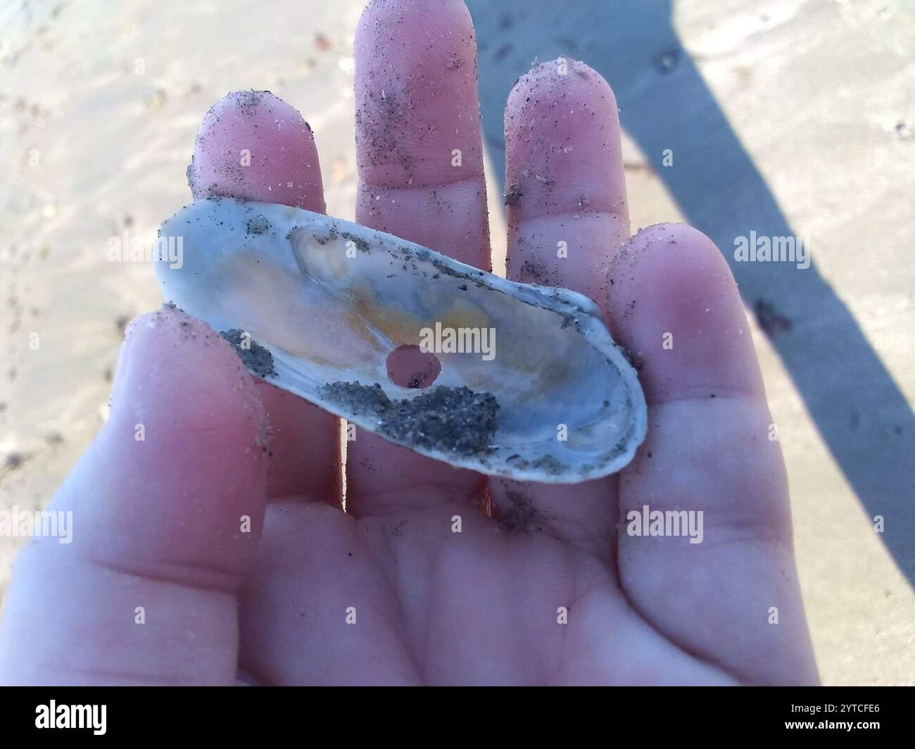 False Angelwing (Petricolaria pholadiformis Stock Photo - Alamy