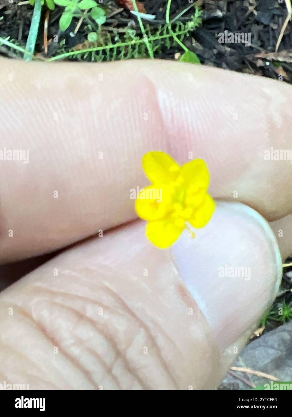 Western Buttercup (Ranunculus occidentalis Stock Photo - Alamy