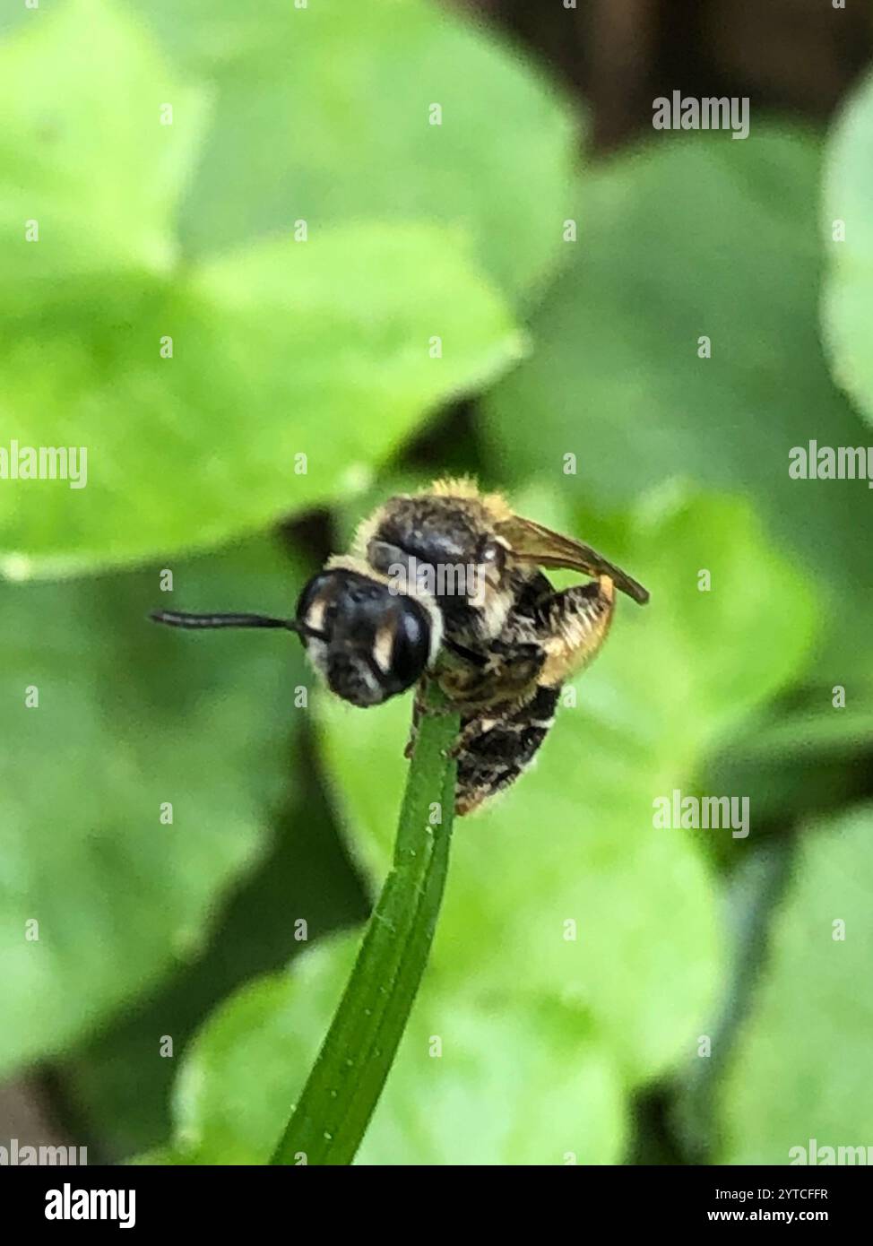 Mining Bees (Andrena Stock Photo - Alamy