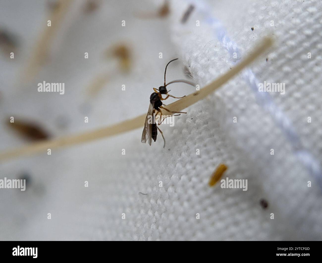 Ichneumonid and Braconid Wasps (Ichneumonoidea Stock Photo - Alamy