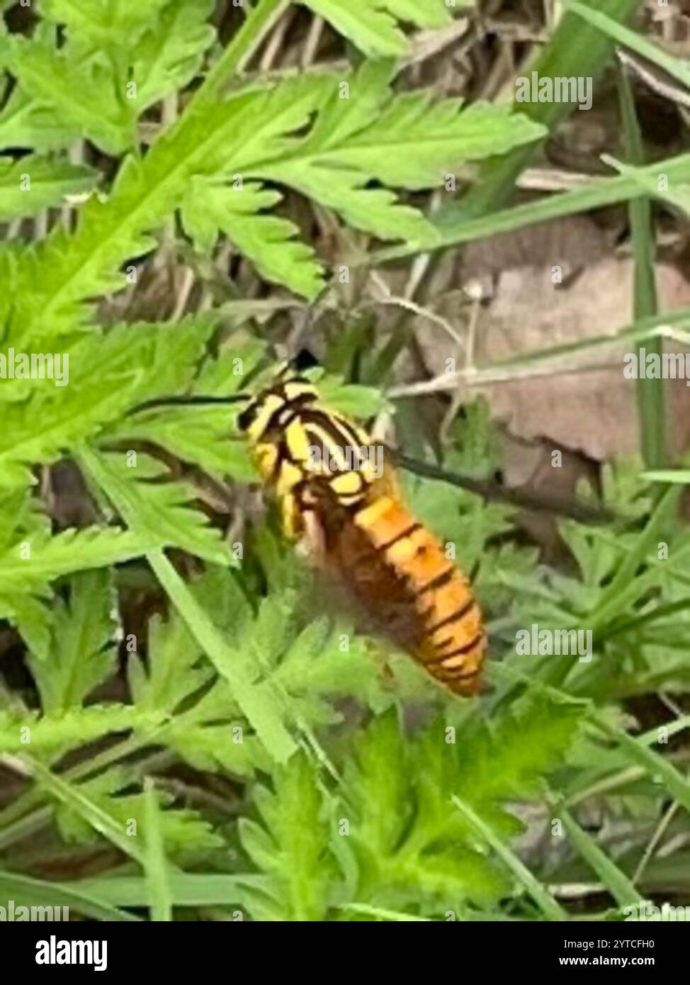 Southern Yellowjacket (Vespula squamosa Stock Photo - Alamy