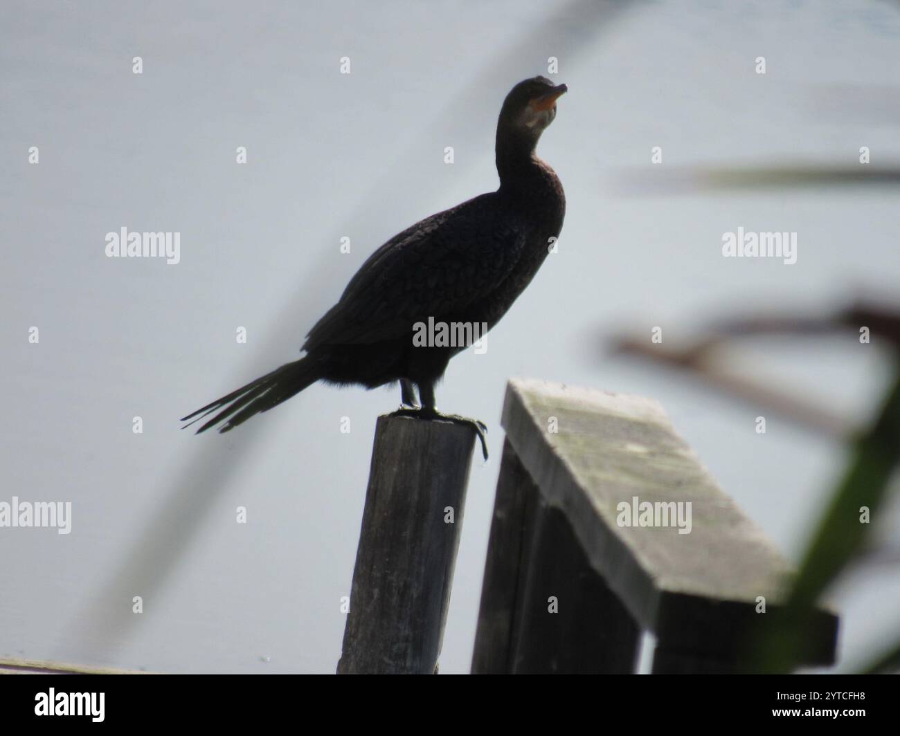 African Reed Cormorant (Microcarbo africanus africanus Stock Photo - Alamy