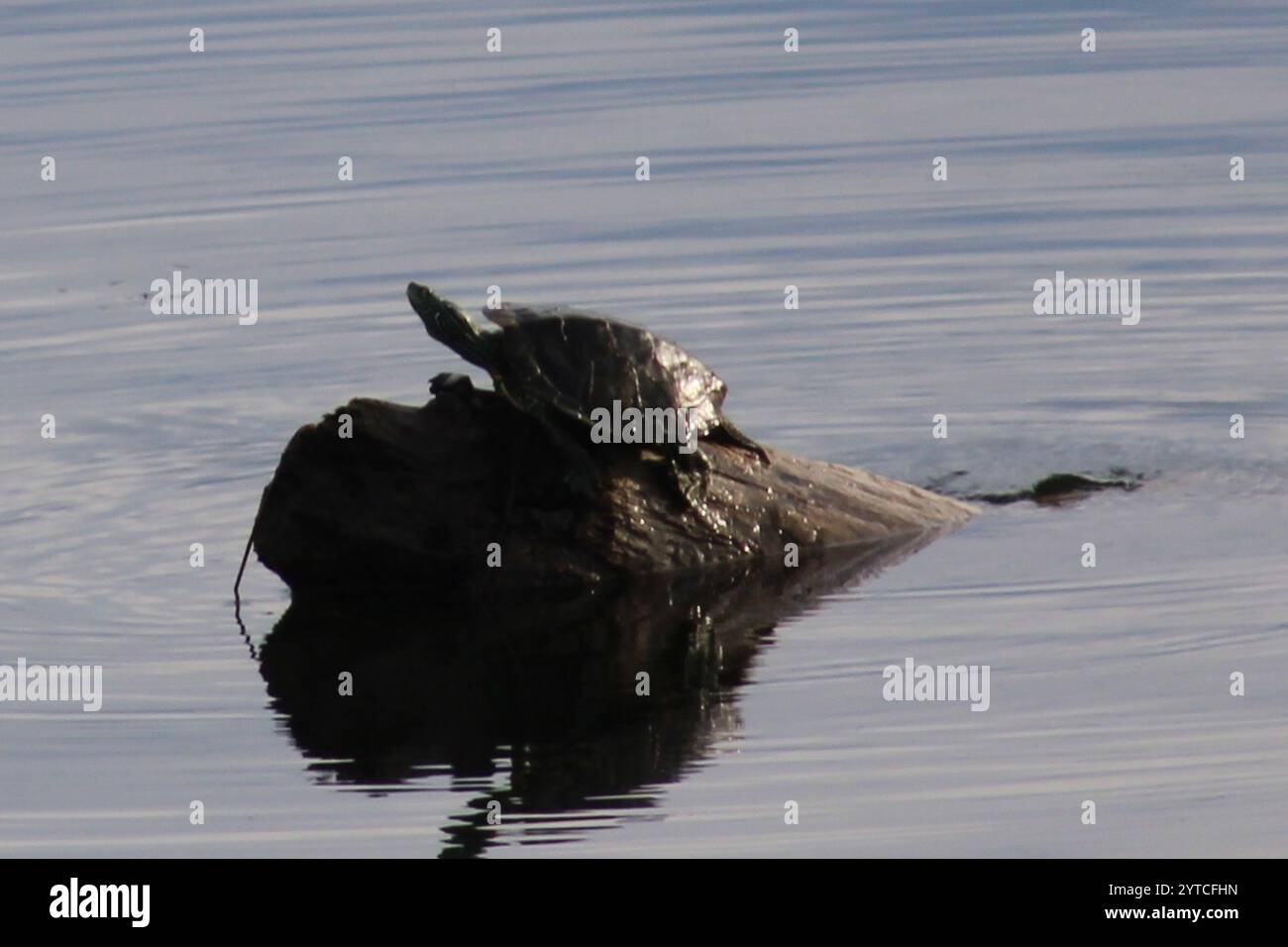 Northern Map Turtle (Graptemys geographica Stock Photo - Alamy