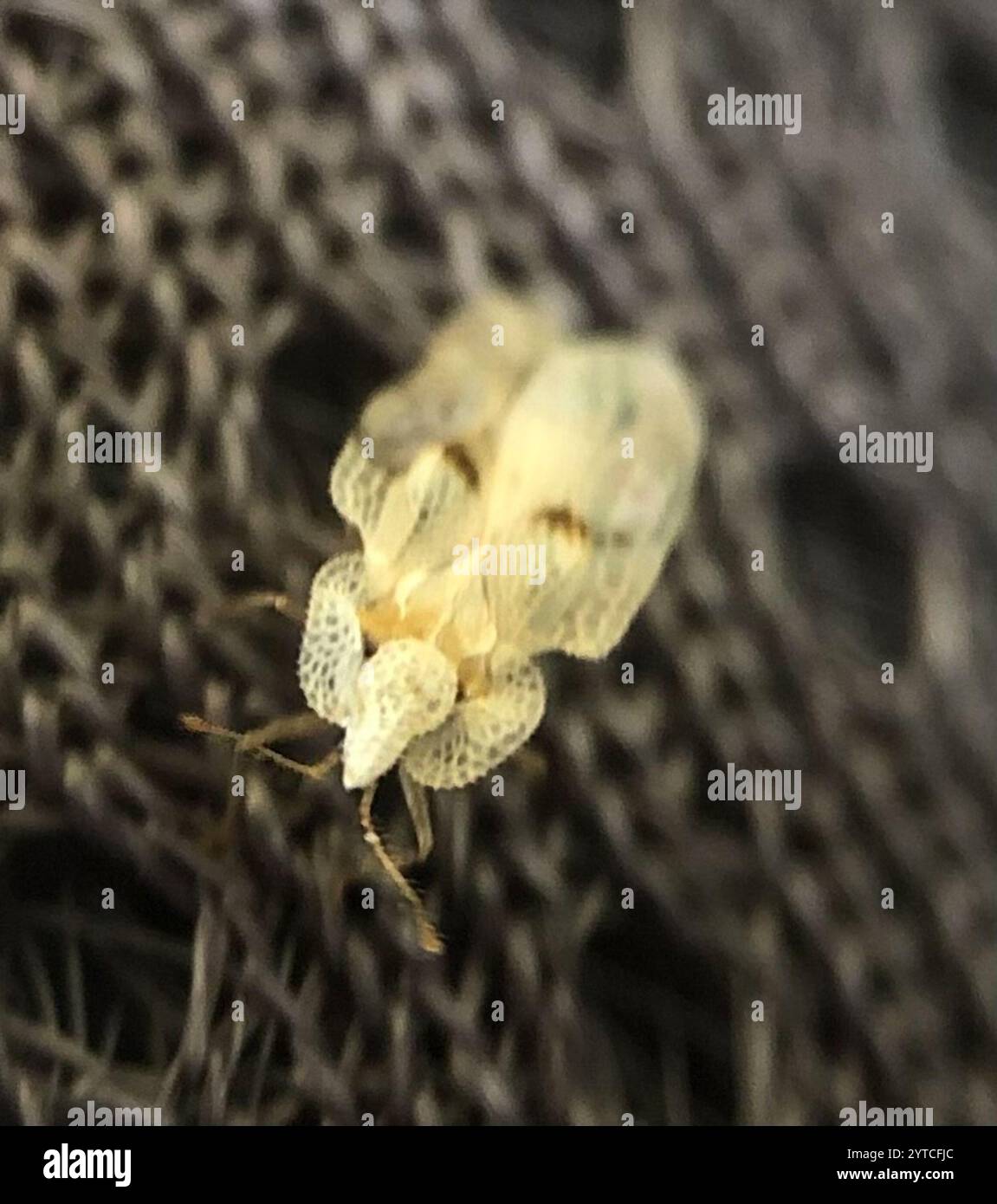 Eastern Sycamore Lace Bug (Corythucha ciliata Stock Photo - Alamy