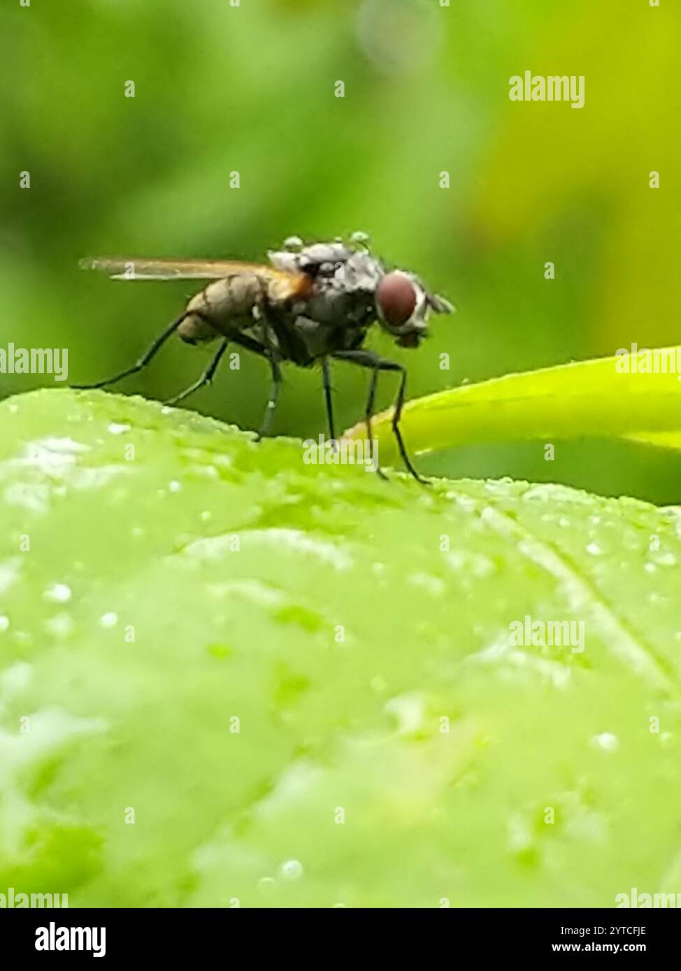Muscoid Flies (Muscoidea Stock Photo - Alamy
